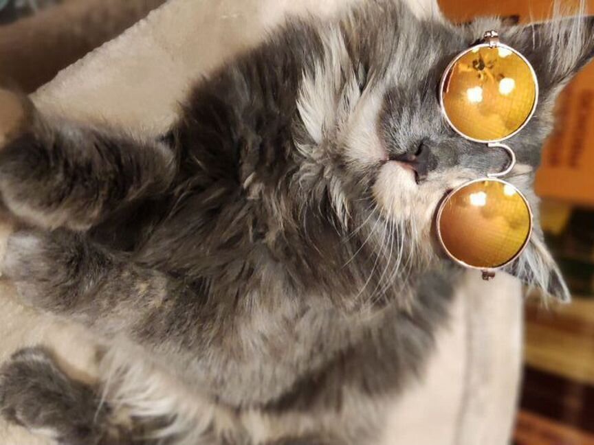 Нежная трепетная девочка-котенок в добрые руки