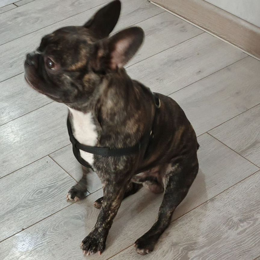 Французский бульдог, взрослый пёс