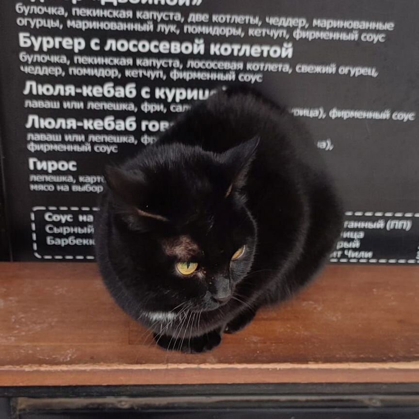 Кошки в добрые руки, Крис