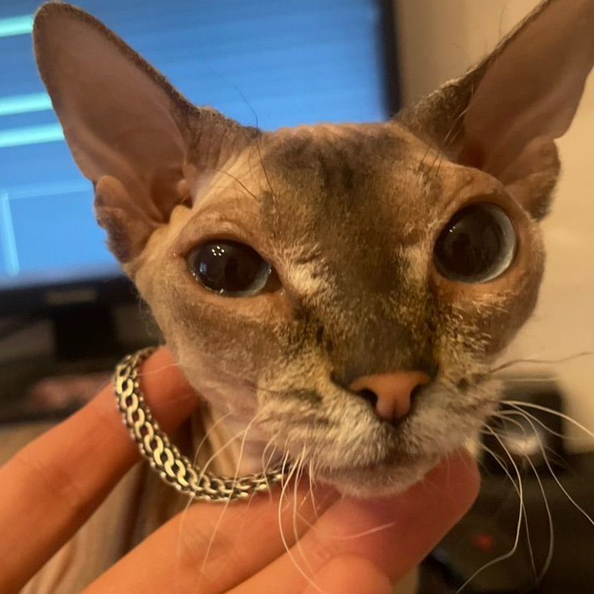 Лысая кошка, бархатная