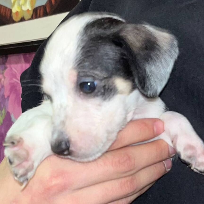 Щенки стаффа