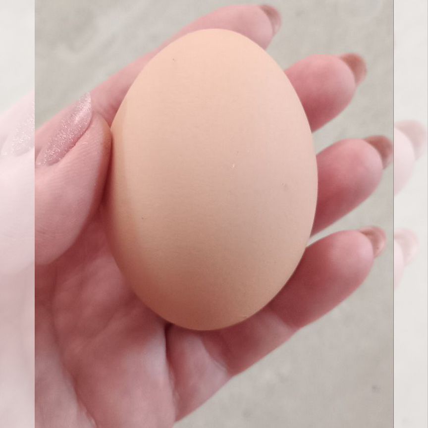 Инкубационное яйцо кур несушек и суточных цыплят