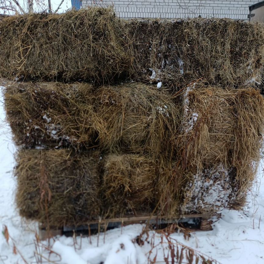 Сено в квадратных тюках