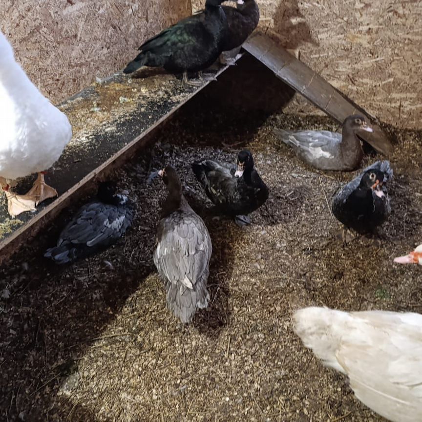 Индоутки самки