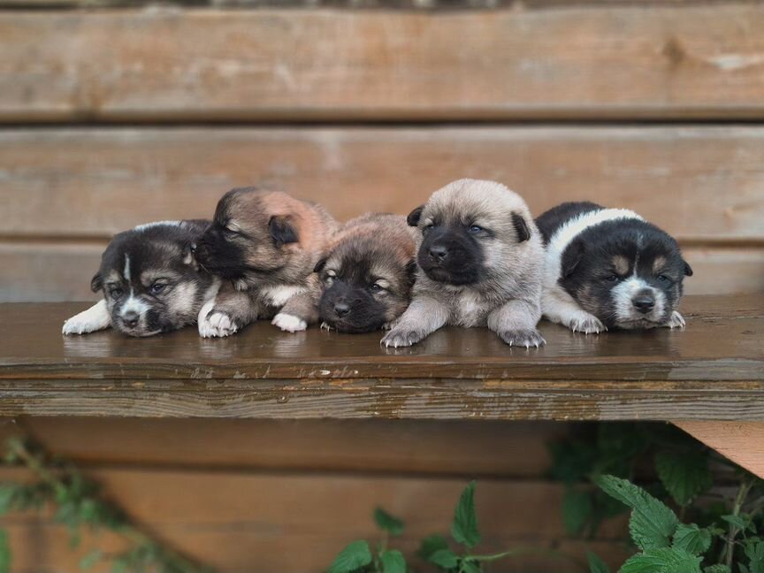 Щенки лайки