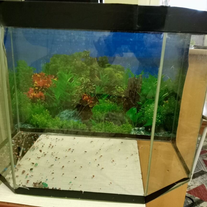 Аквариум террариум, камни, ракушки