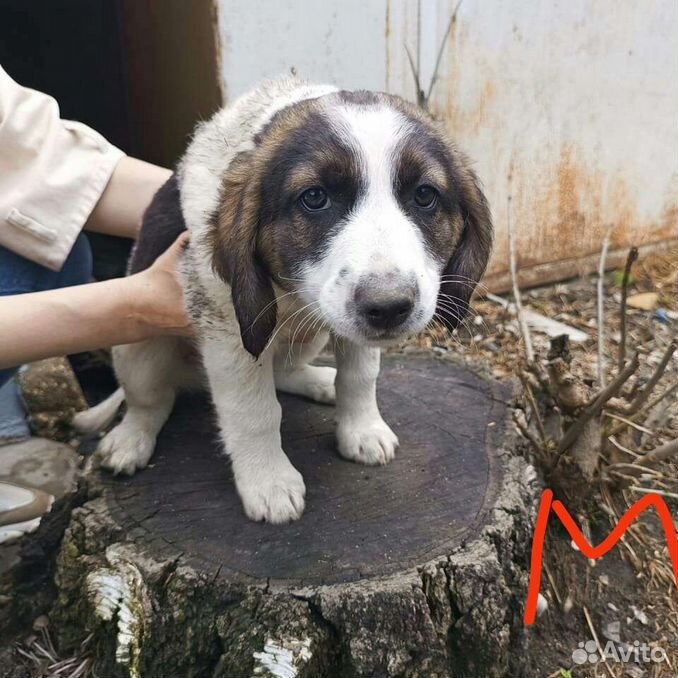 Три братика мальчики 2,5 мес мама спаниэль