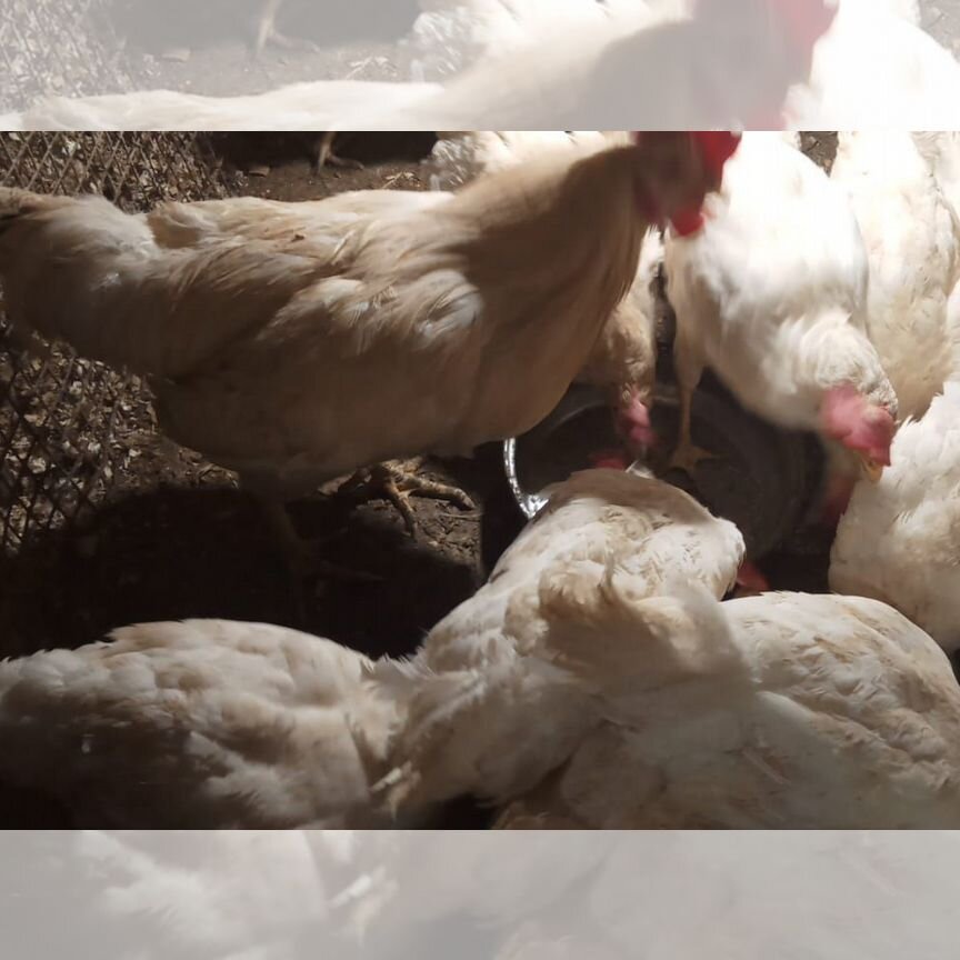 Куры несушки