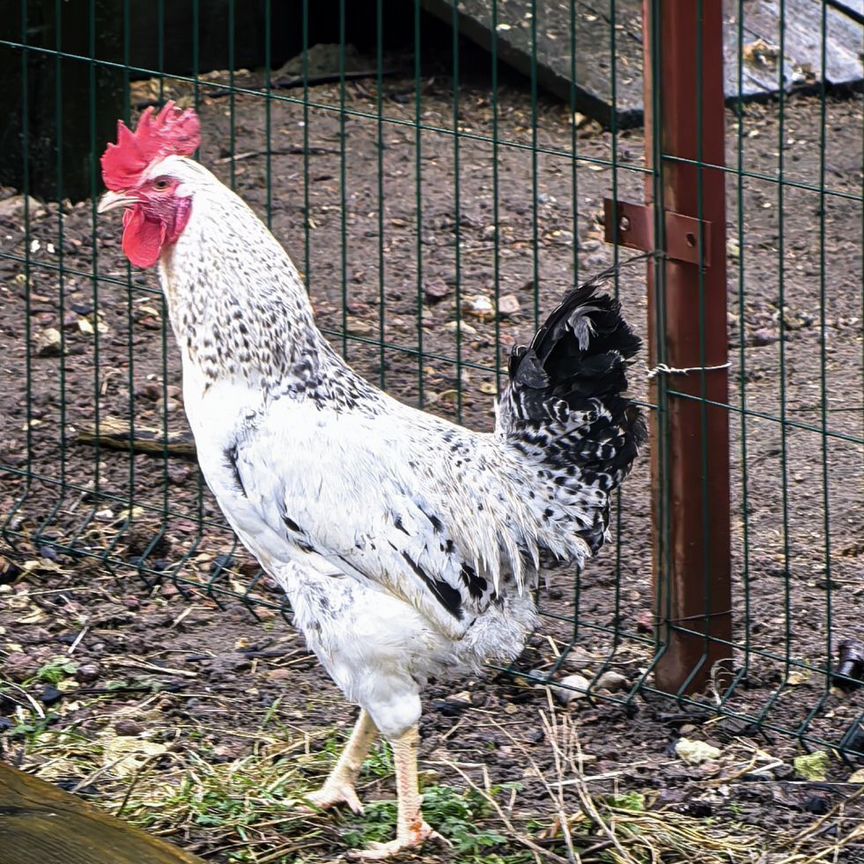 Домашние молодые петухи