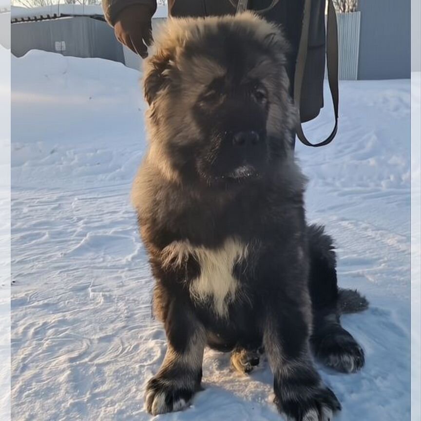 Кавказская овчарка, щенок