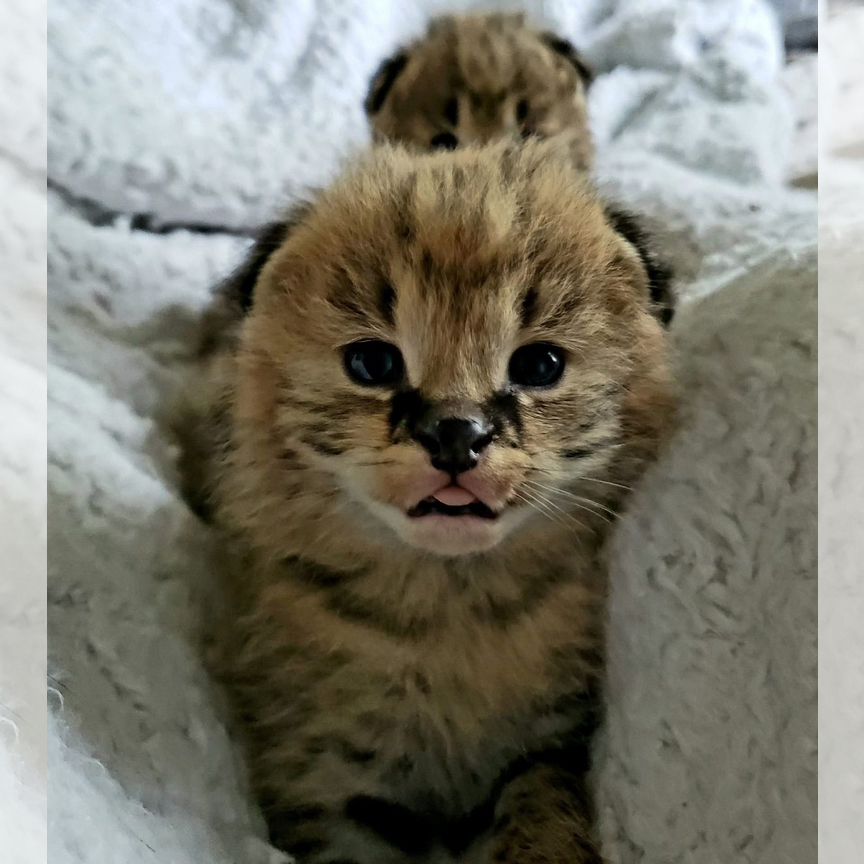 Саванна ф1 малыши
