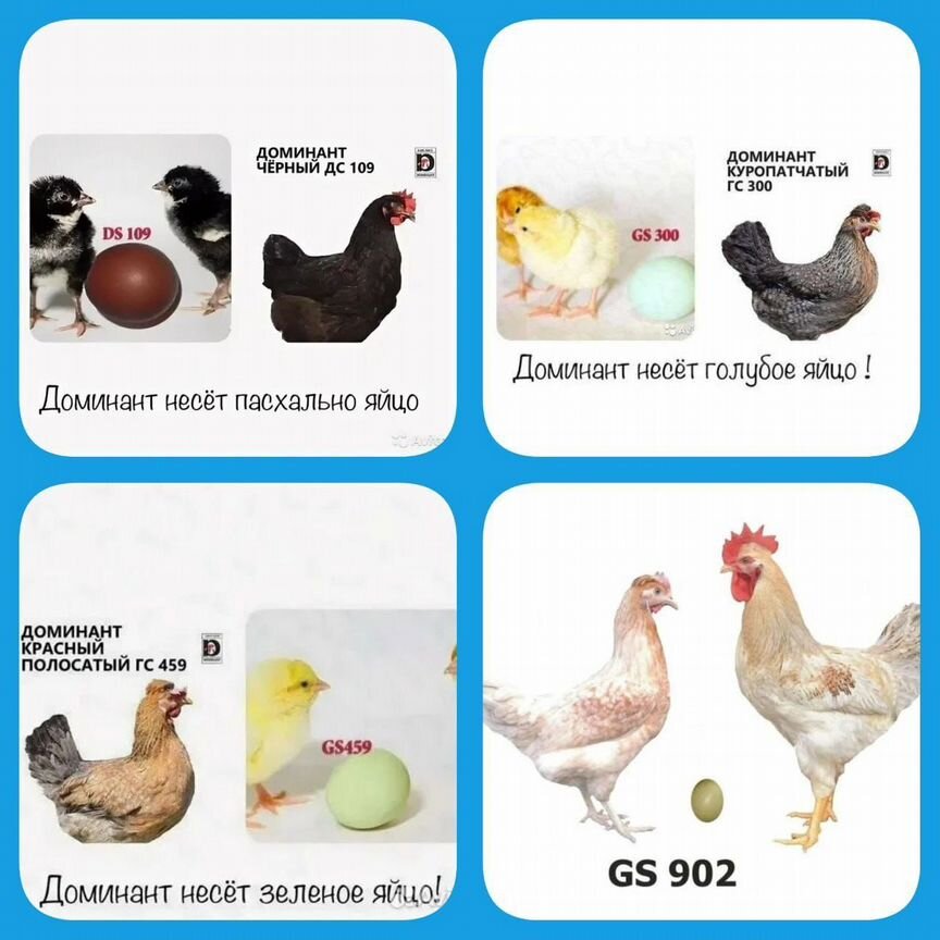 Петушки Ломан Браун