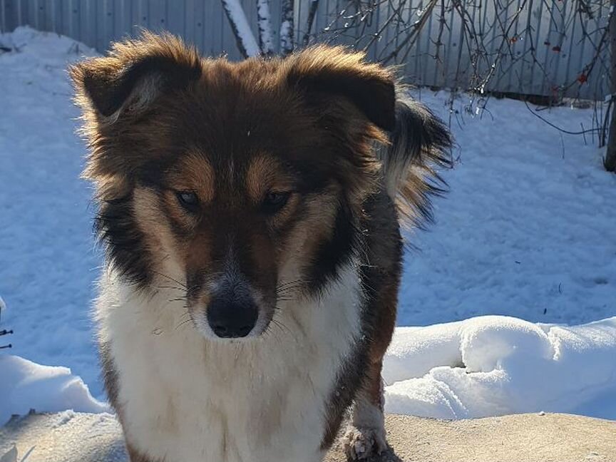 Маленькая собачка