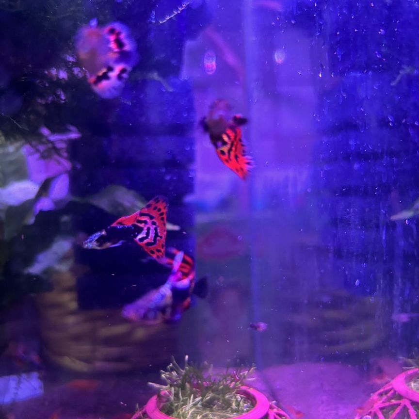 Рыбки гуппи