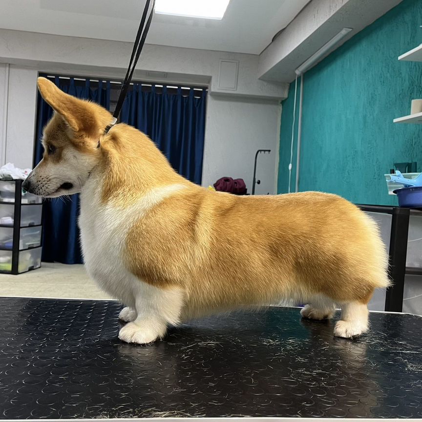 Вельшкоргики