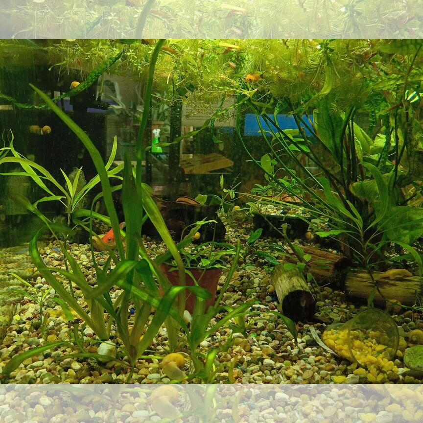 Аквариумные растения