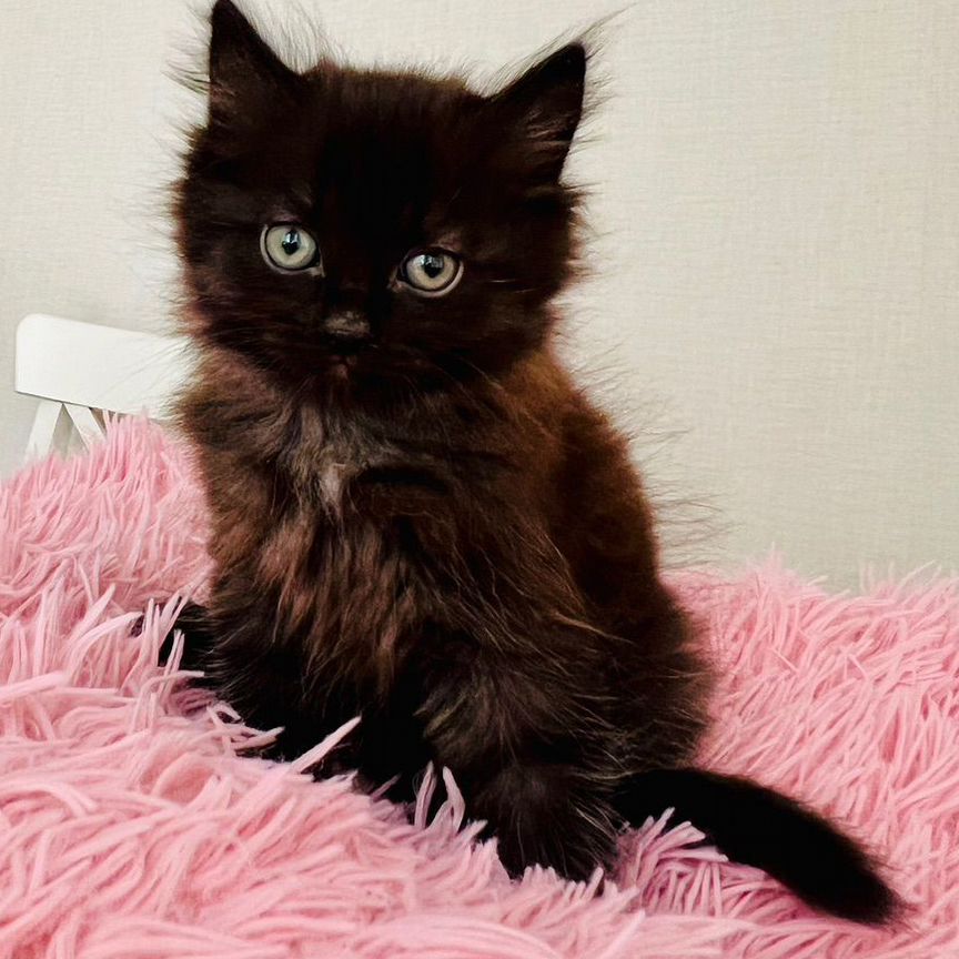 Котенок