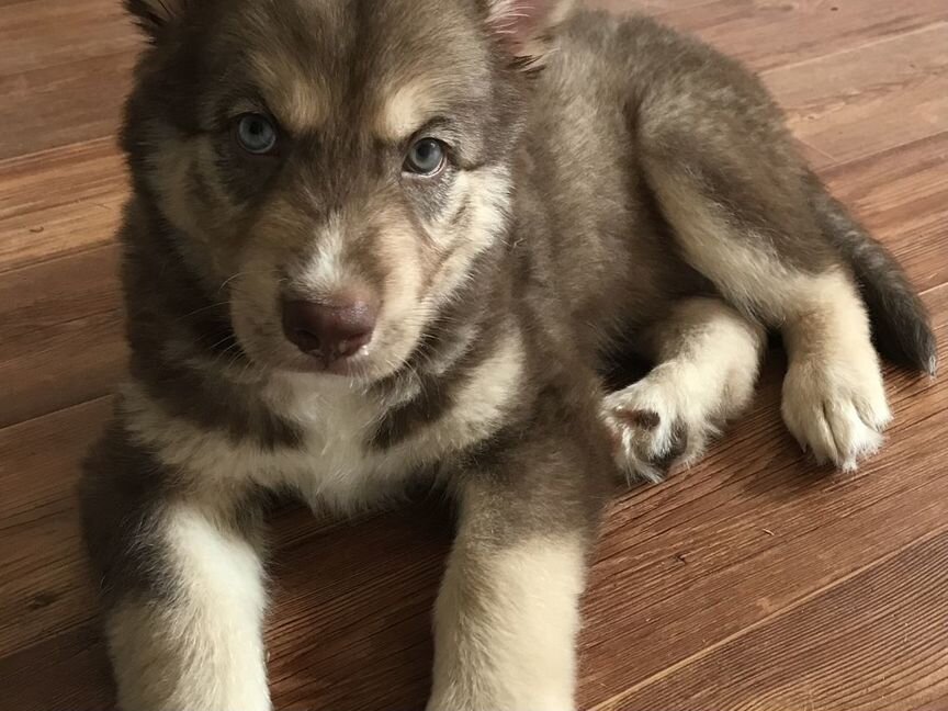 Щенки от хаски