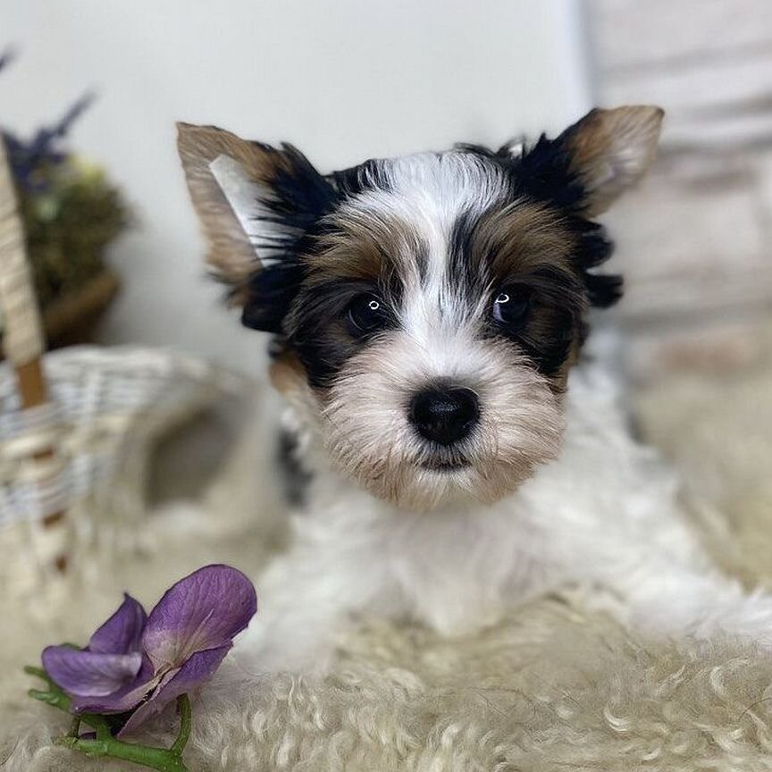 Бивер мальчик. Стандарт