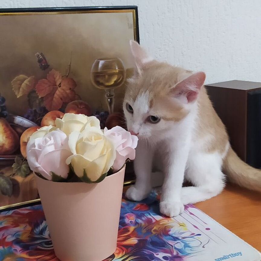 Котята на выбор (2.5 мес) в добрые руки