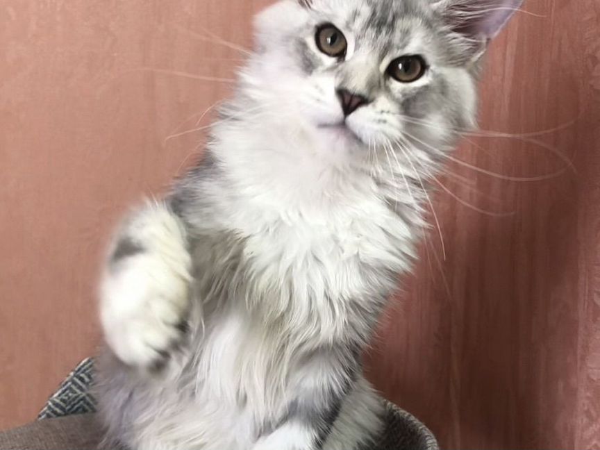 Котята мейн-кун