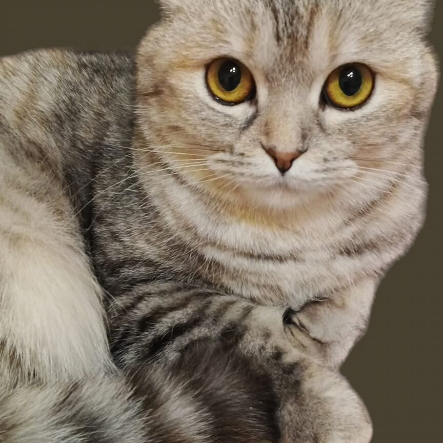 Кошки в добрые руки