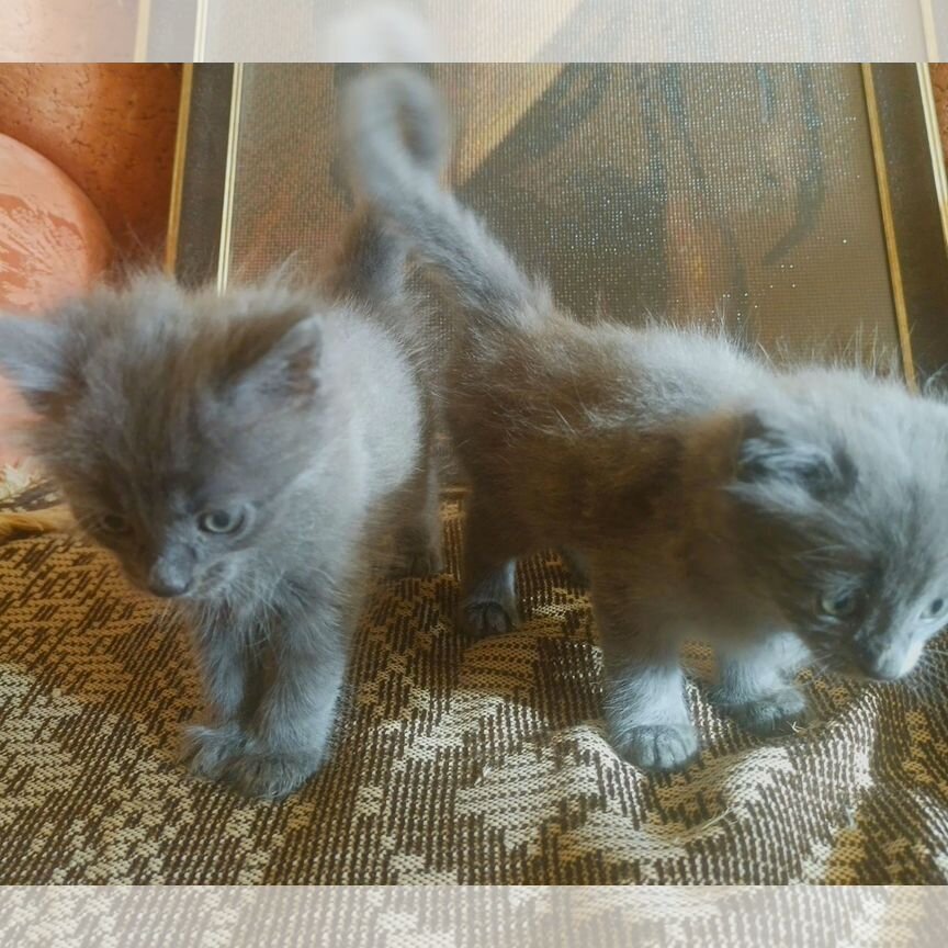 Котята в добрые руки мальчики пушистые