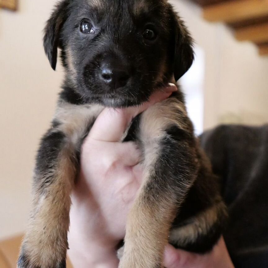 Нежный мальчик ждет свою семью