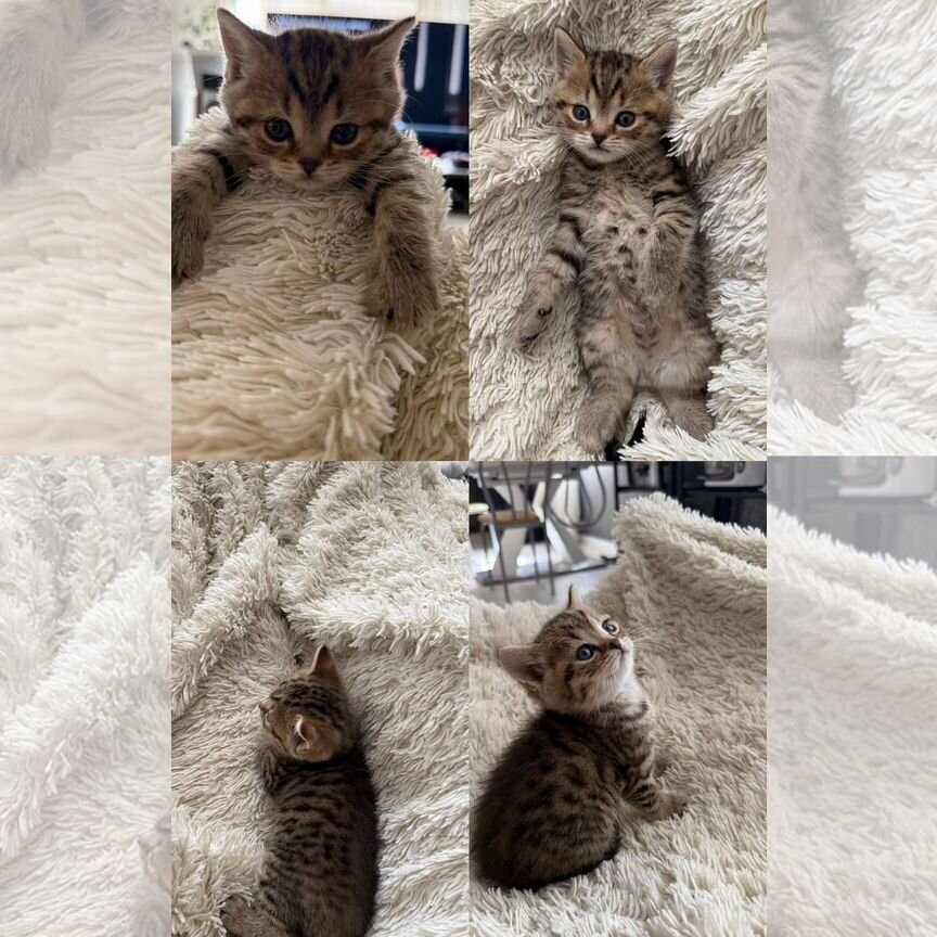 Шотландский вислоухий короткошёрстный котёнок