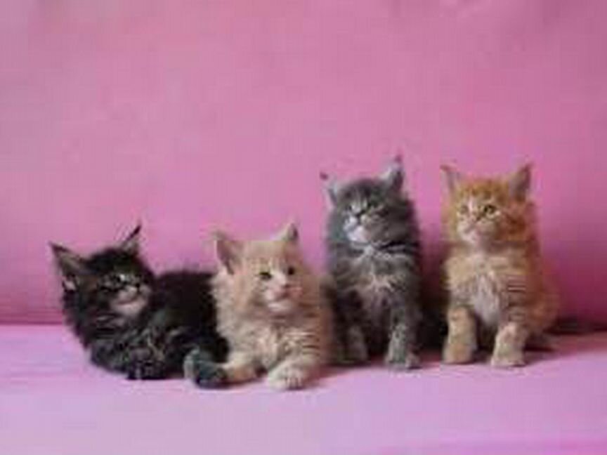 Котята мейн-кун