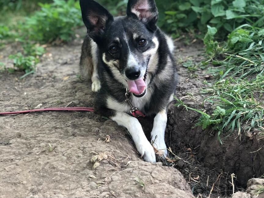 Собачка Ирма ищет дом