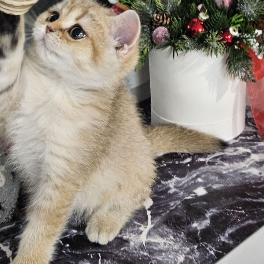 Шотландская золотая шиншилла прямоушка