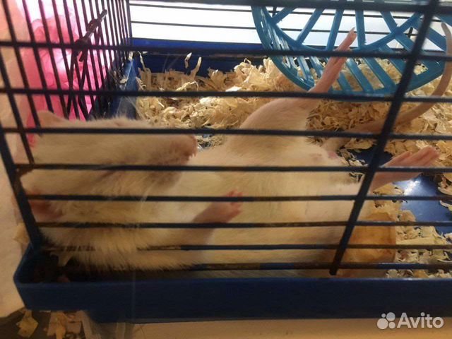 Крысу в добрые руки