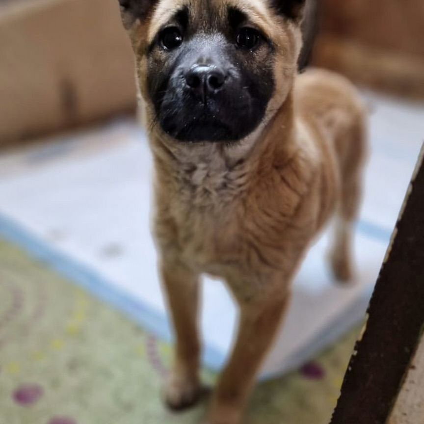 Щенок Муха в добрые руки