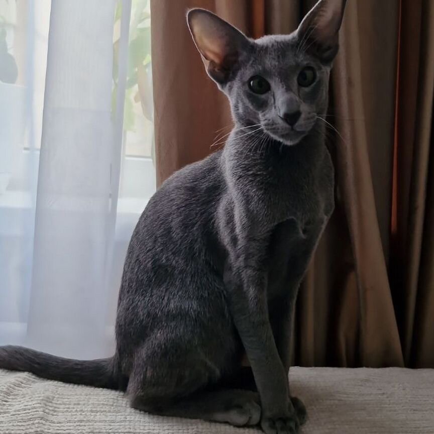 Ориентальный котёнок