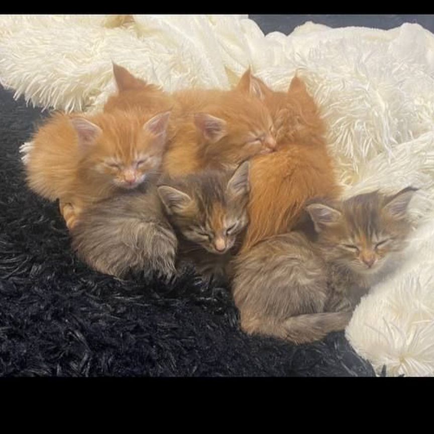 Мейн-кун котёнок