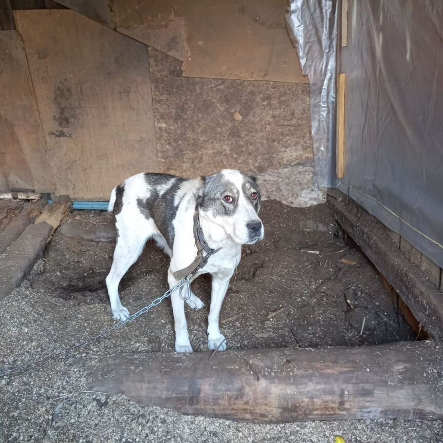 Отдам в добрые руки помесь алабая и дворянина