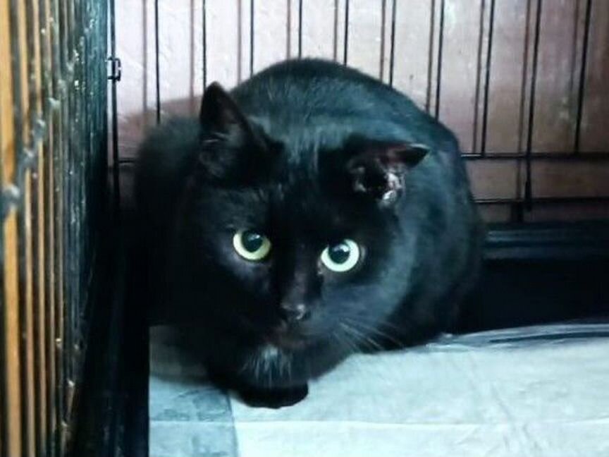 Кошечка ищет дом