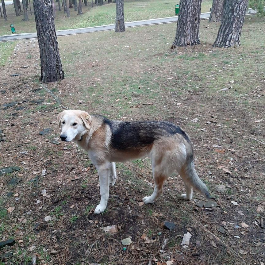Собака в добрые руки отдам бесплатно