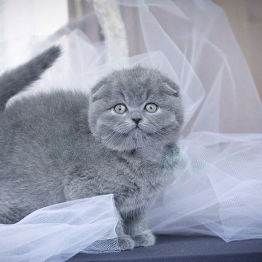 Вислоухие котята