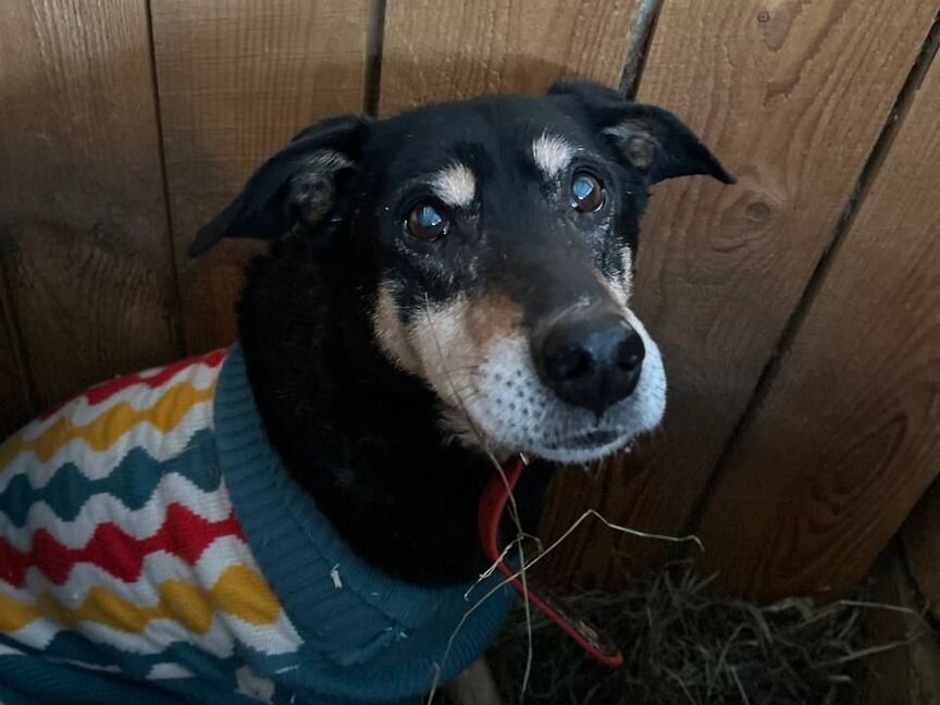 Чарли из приюта ждёт свою семью