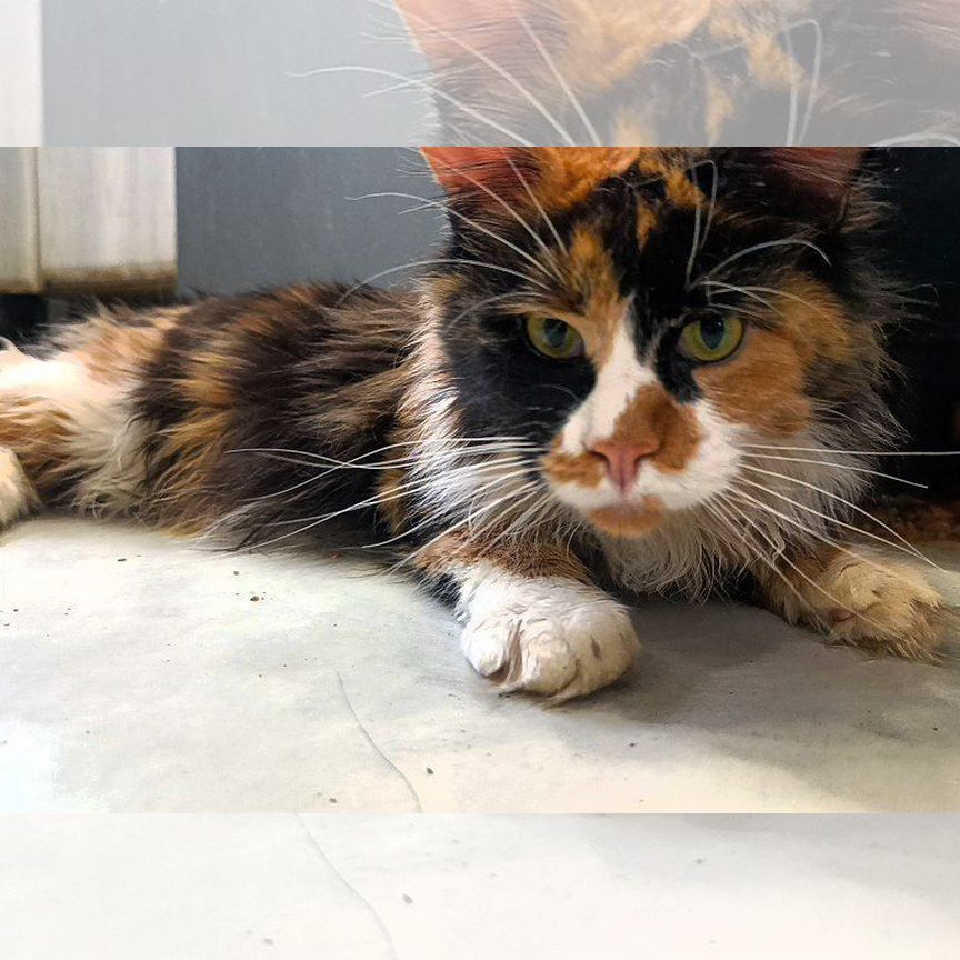 Мейн-кун котёнок