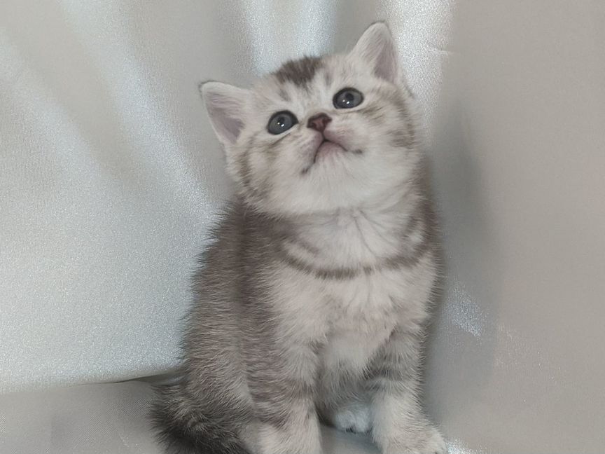 Британский котенок