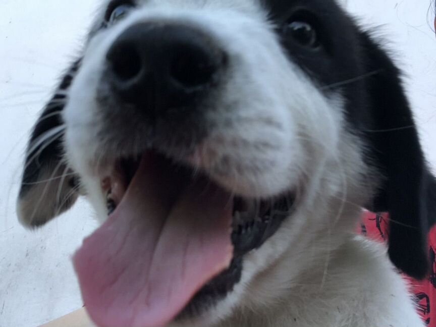 Щенки алабая