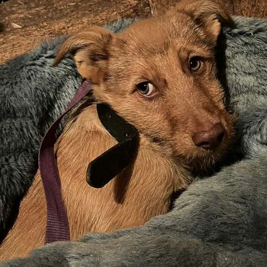 Щенок в добрые руки