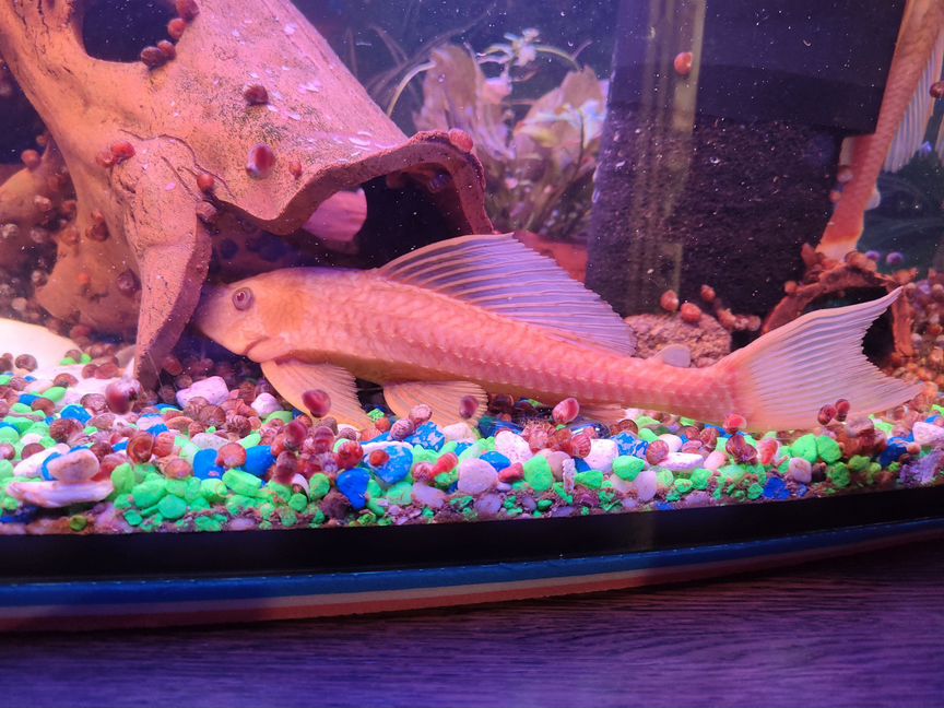 Рыба сом Анцитрус в аквариум