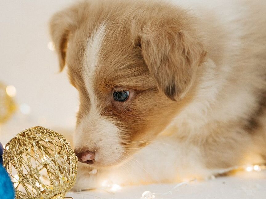 Австралийская овчарка мальчик