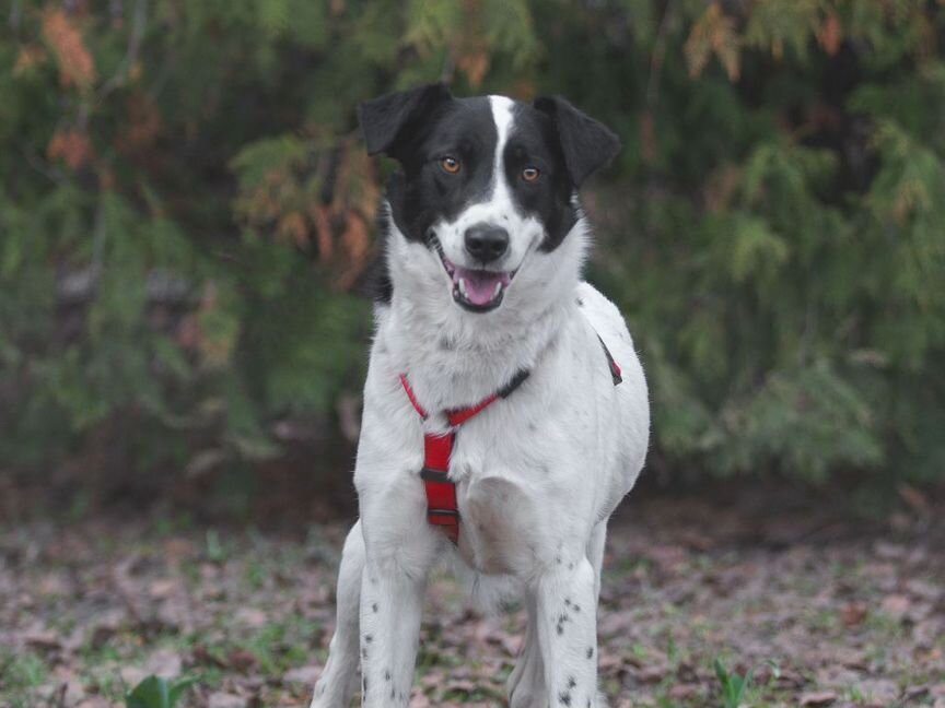 Маленькая собака в добрые руки отдам бесплатно
