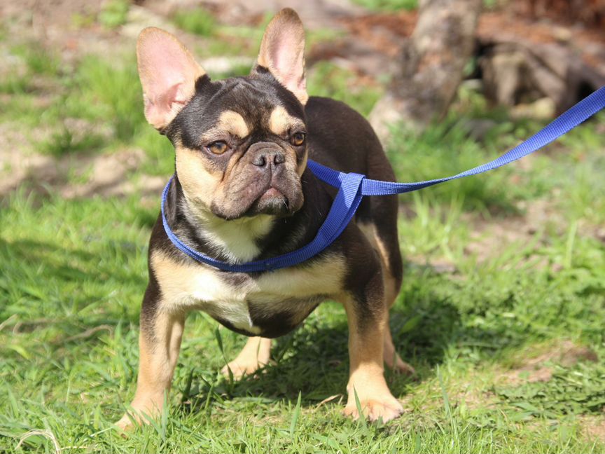 Французский бульдог