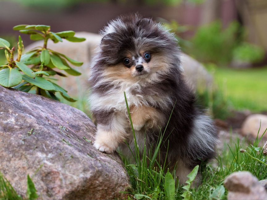 Померанский шпиц, мальчик 4 мес